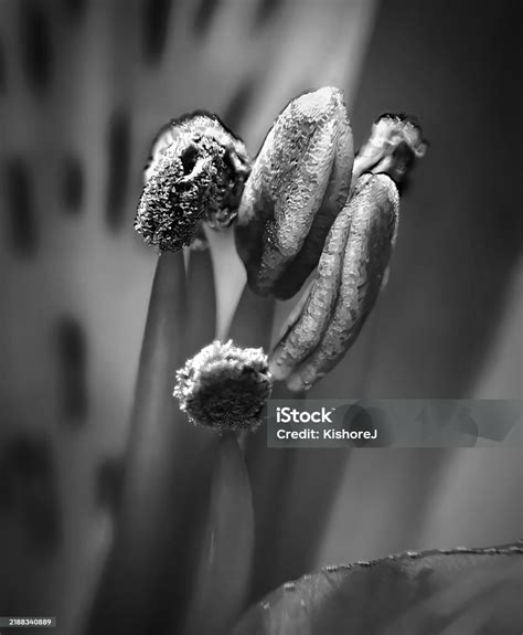 흑백 추상 아름 다운 꽃의 수술 질감과 세부 사항을 보여주는 아름다운 꽃의 꽃가루 알갱이 꽃잎으로 형성된 패턴 0명에 대한 스톡 사진 및 기타 이미지 Istock