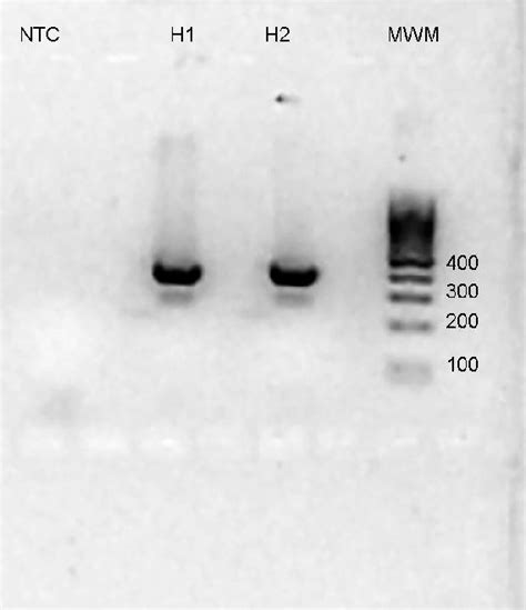 Alidation Of Pcr To Helicobacter Spp Download Scientific Diagram