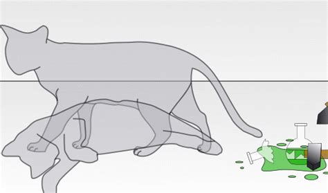 Schrödingers Cat Is Not Just Alive And Dead Hes Both In 2 Places At