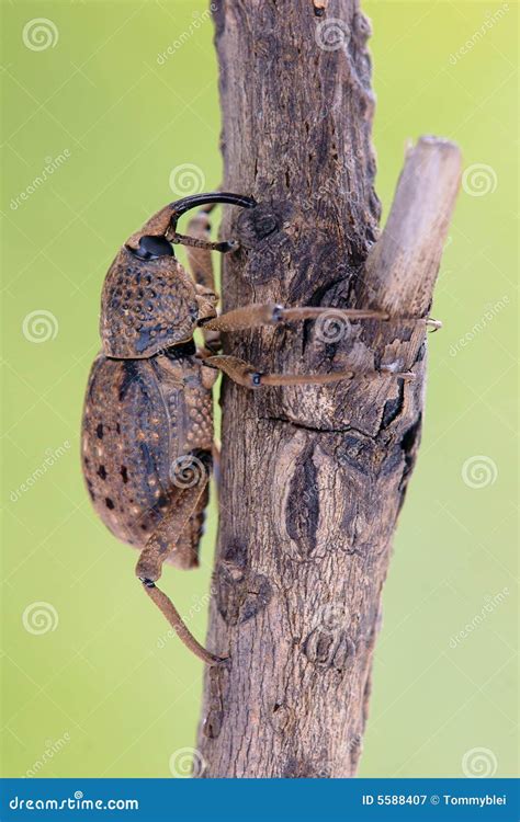 A Beetle With Long Nose Stock Image Image Of Wildlifes 5588407