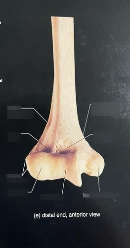 Right Humerus Distal End Anterior View Diagram Quizlet