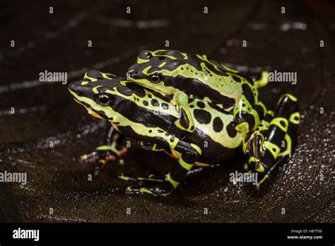 Toad Atelopus Sp Pair In Amplexus New Undescribed Species Native To
