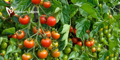 Determinate Tomato Varieties Ultimate 30 Compact Marvels