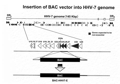 Viralvector 千图网