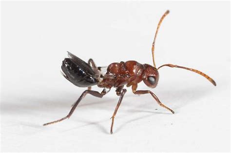 Hymenoptera BugGuide Net