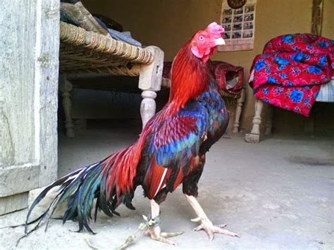 Waqar Birds Rokhri Aseel Bhakkar ~ Pakistani Aseel Photos