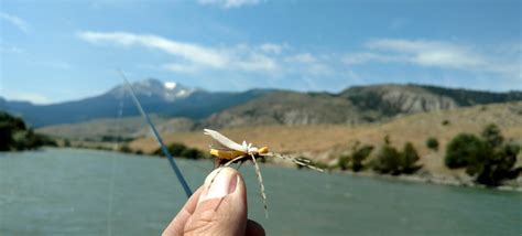 Contact Bozeman Fishing Outfitters For Guided Fly Fishing Trips