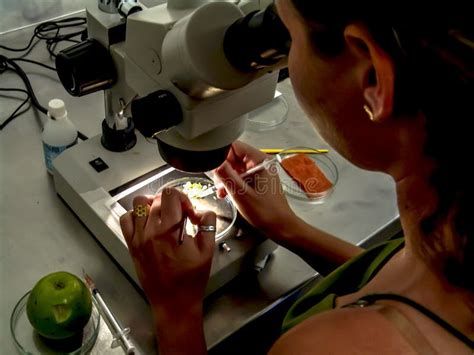 Il Ricercatore Esegue Unanalisi Delle Piante E Dei Funghi In Un