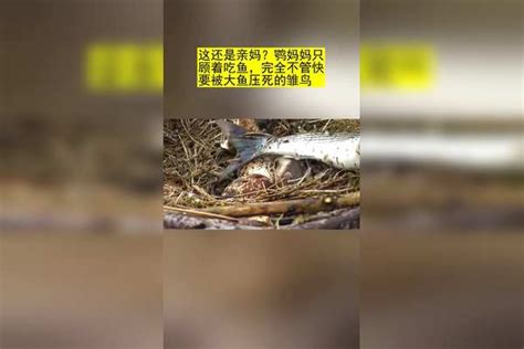 这还是亲妈鹗妈妈只顾着吃鱼完全不管快要被大鱼压死的雏鸟 大鱼 雏鸟 妈妈