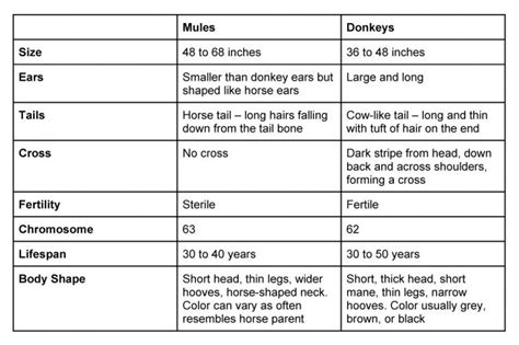 Donkey Vs Mule Vs Burro What Is The Difference