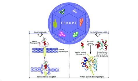 Membrane Barrier Disruption At Timothy Stump Blog