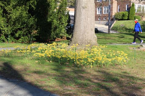 Daffodils Blackstone Parks Conservancy