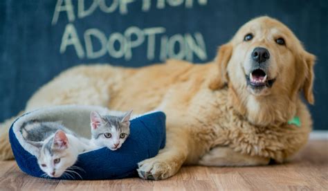 Adopting a Pet