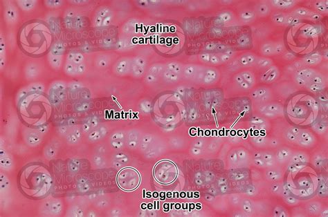 Mammal Trachea Transverse Section X Hyaline Cartilage