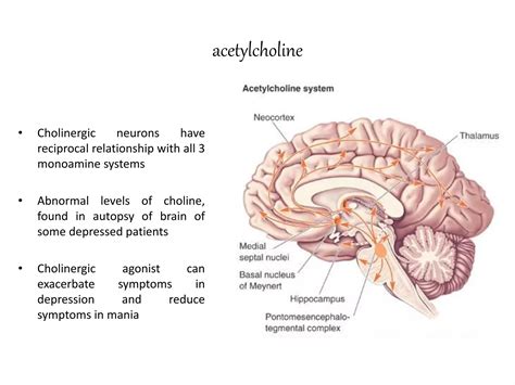 Neurobiology And Functional Brain Circuits In Mood Disorders Pptx Brain And Nervous System