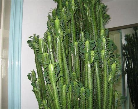 这种多肉名叫“量天尺”，高大威猛观赏性高，吸收害气好处多植株