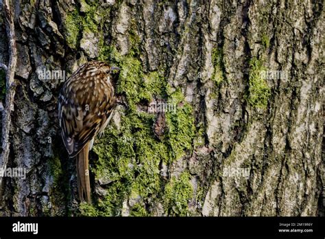 Tree Creeper Foraging For Insects On Tree Bark Stock Photo Alamy