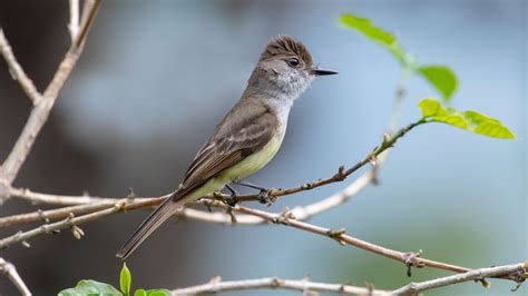 Dusky Capped Flycatcher Audubon Field Guide