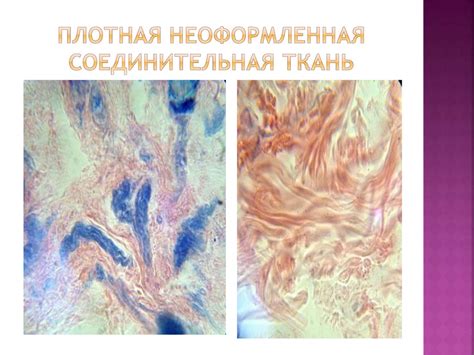 Морфофункциональная характеристика соединительных тканей Online