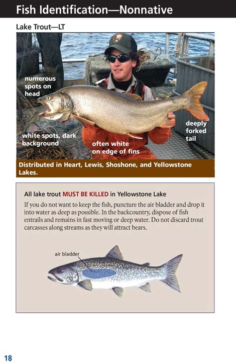 Yellowstone 2024 Fishing Regulations Pdf Download Berte Celisse