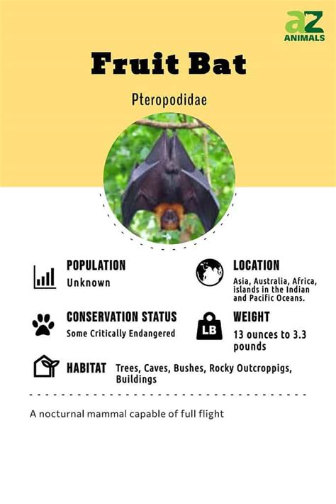 Egyptian Fruit Bat Facts