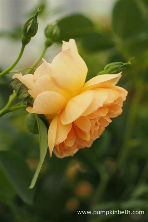 New Introductions From David Austin Roses For Pumpkin Beth