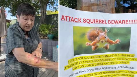 Vicious Squirrel Sends 2 San Rafael California Residents To Er After