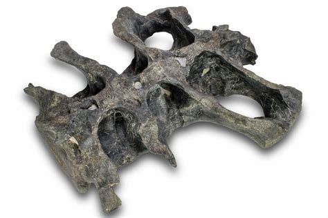 16 Fossil Ceratopsid Achelousaurus Dinosaur Sacrum Montana