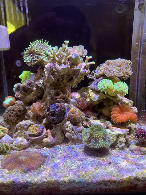 Why Nano Or Pico Reef Are Not Popular Raquariums