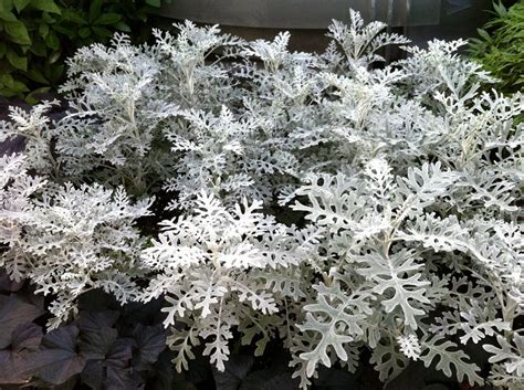 Cineraria Maritima Caratteristiche Usi Ornamentali E Guida Completa
