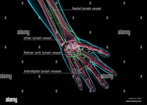 The lymph supply of the hand Stock Photo - Alamy