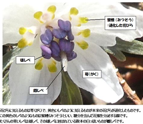 セツブンソウ特集 花の写真セツブンソウ 花