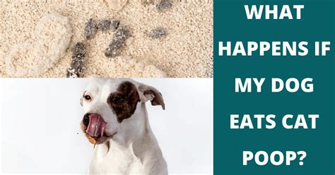 What Happens If My Dog Eats Cat Poop Vet Advises