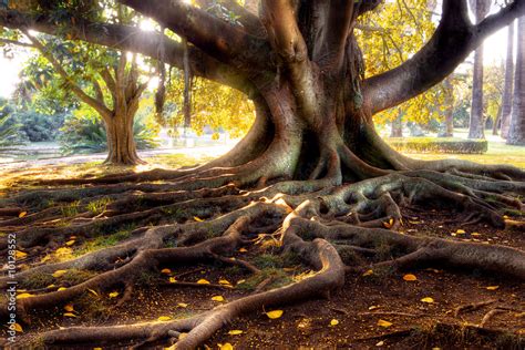 Centenarian Tree With Large Trunk And Big Roots Above The Ground Stock