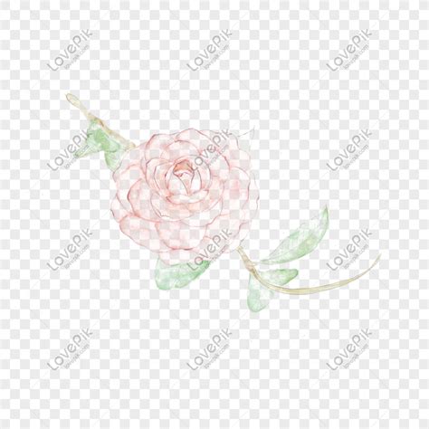 손으로 그린 수채화 장미 나뭇 가지 Png 일러스트 무료 다운로드 Lovepik