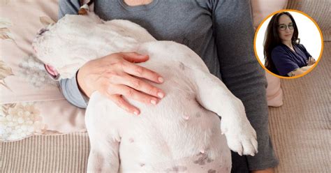 No Le Des Arroz A Tu Perro Si Está Malo De La Tripa” Una Veterinaria Explica Los Motivos Infobae