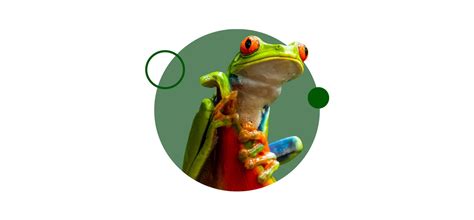 Curso de Reptiles y Anfibios Especialización Online en Zowa Vet