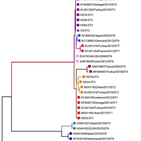 Phylogenetic Tree Constructed Using The Maximum Likelihood Method For Download Scientific