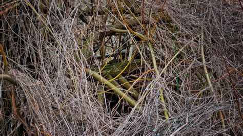 Clearing The Patent Thicket For Faster Generic Drug Approvals Stat