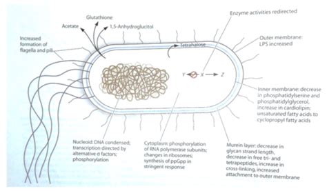 Lecture 3 Stationary Phase The General Stress Response Flashcards