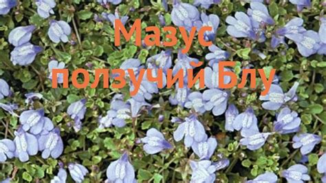 Мазус ползучий Блу (mazus-polzuchiy-blu) 🌿 ползучий мазус Блу обзор ...