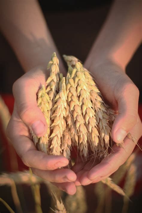 Лето пшеница эстетика поле детские руки визуал Пшеница Детские руки