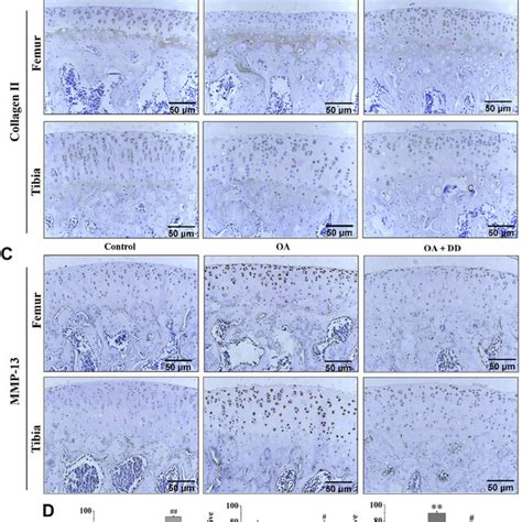 Dd Reduced Cartilage Ecm Degradation And Inhibited Inflammatory Factor