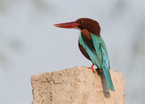 White Throated Kingfisher Birdforum