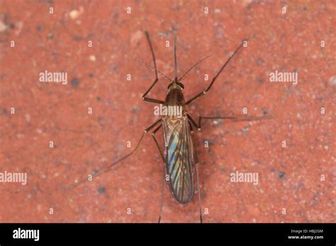Moskito Hi Res Stock Photography And Images Alamy