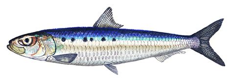 Automated Mapping Of Sea Surface Temperature With Shell Scripting R