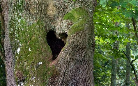 Amazing Heart Shaped Wonders