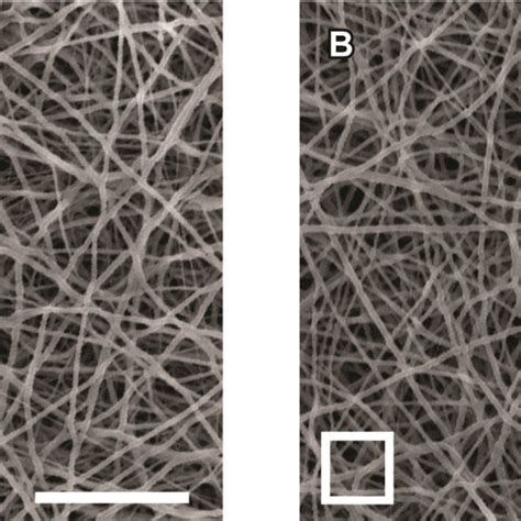 Scanning Electron Micrographs Of Scaffolds Produced Using A