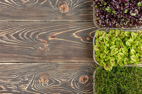 가장자리와 나무 배경에 바질 소렐과 양파의 젊은 콩나물과 세 상자입니다 나무 배경에 공간을 복사합니다 마이크로 그린 플랫 레이 0명에 대한 스톡 사진 및 기타 이미지