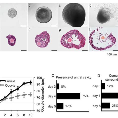 Pdf Size Specific Follicle Selection Improves Mouse Oocyte